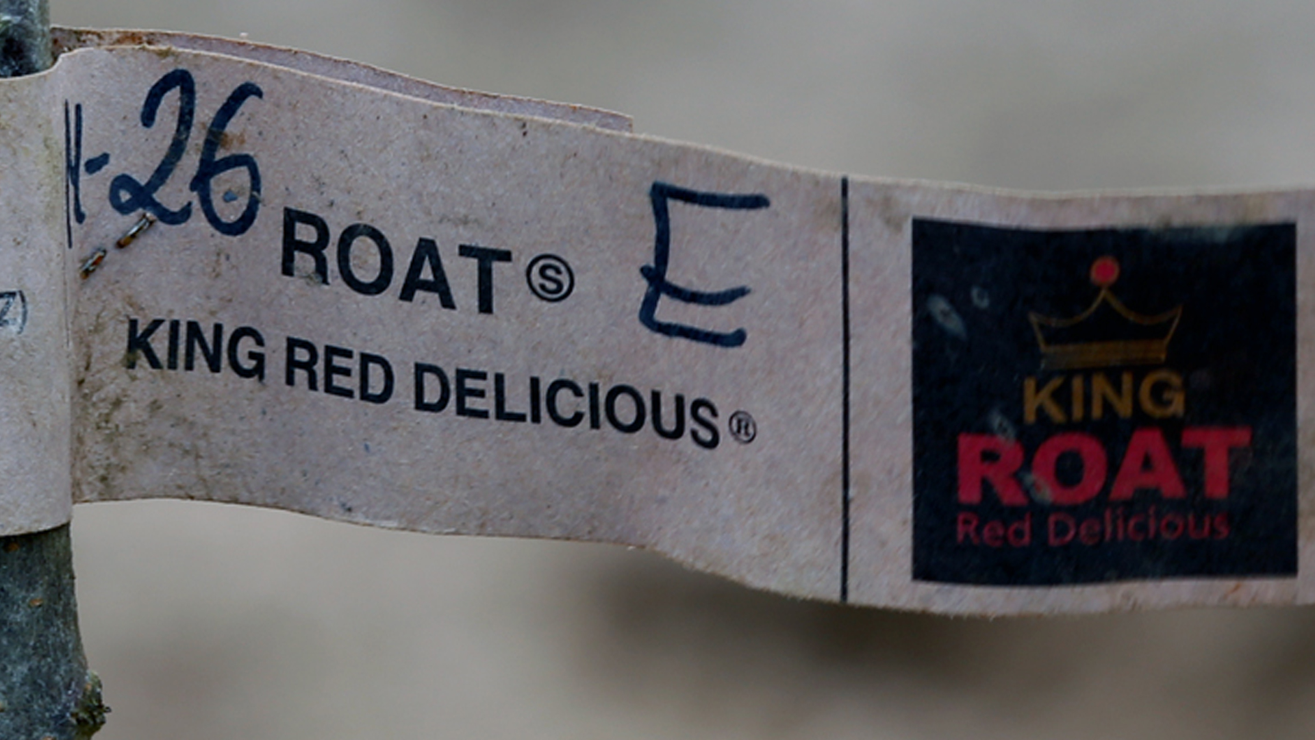 King Roat Red Delicious - szkółki - drzewka - jabłonie